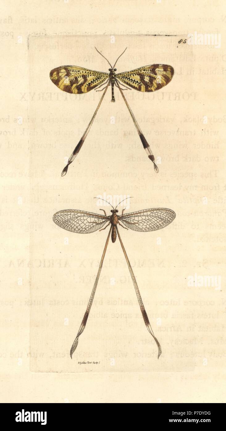 Spoonwings, Nemoptera bipennis and Nemopterella africana (Portuguese ...