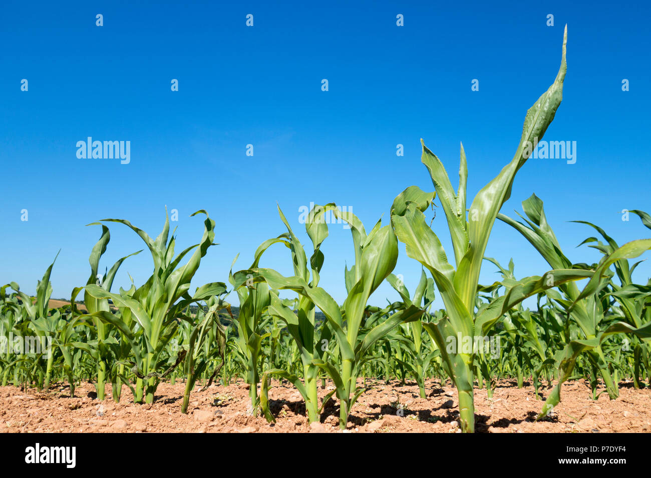 young maize growing crop in cornwall, england, uk.sweetcorn Stock Photo ...
