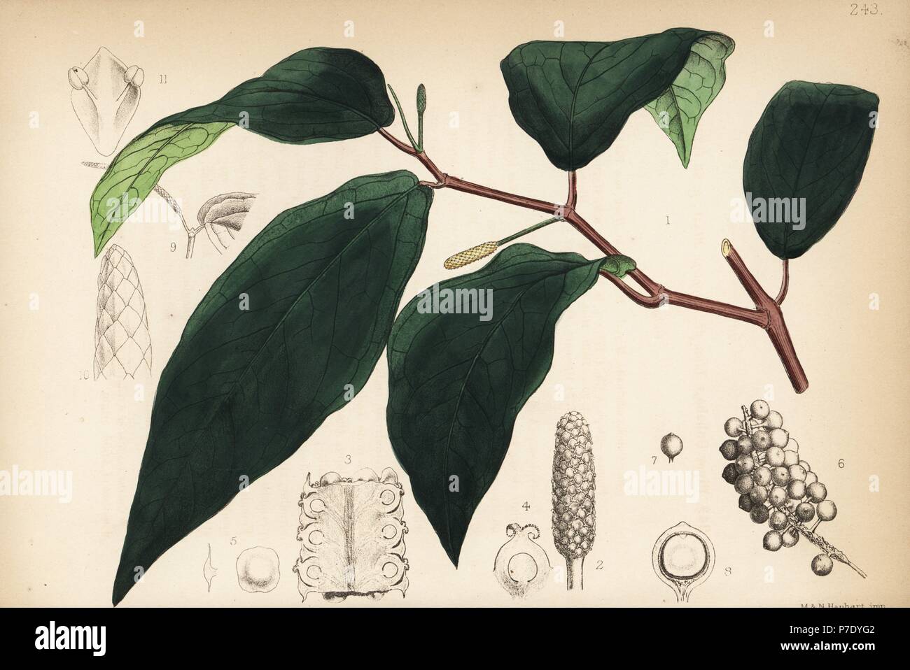 Cubeba, cubebs or tailed pepper, Piper cubeba. Handcoloured lithograph ...