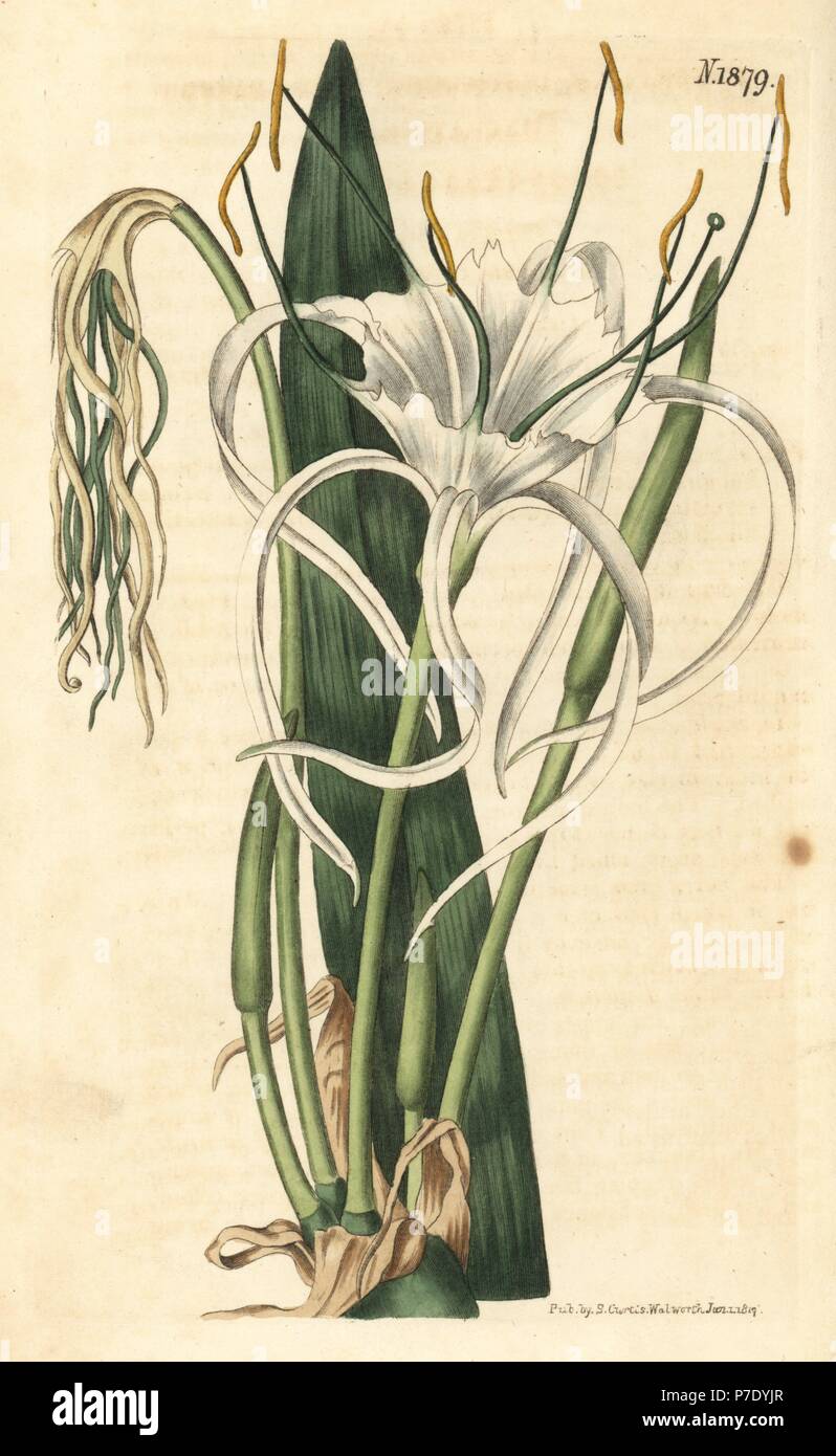 Beach spider lily, Hymenocallis littoralis (Fan-leaved pancratium ...