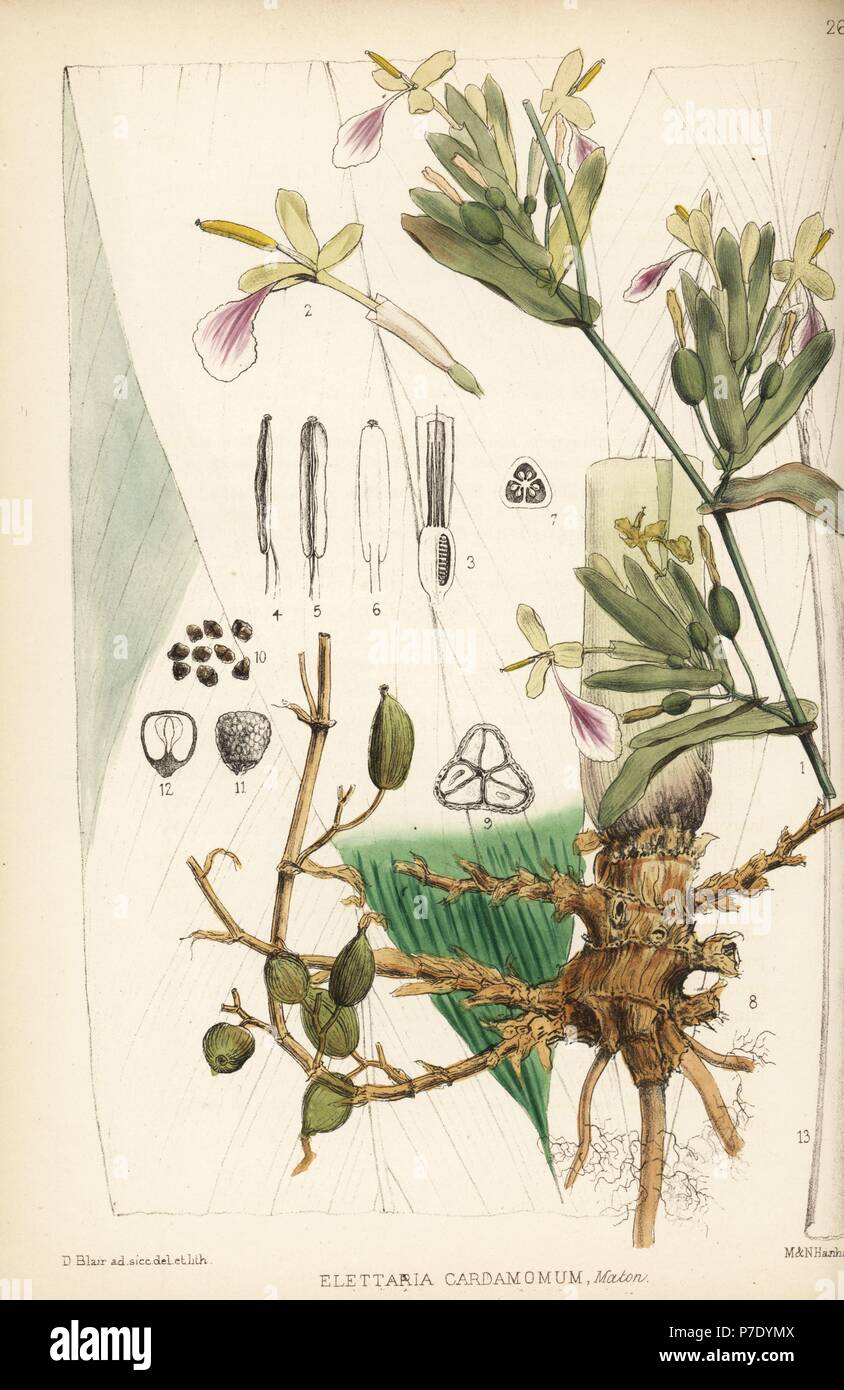 Elettaria Cardamomum Drawing