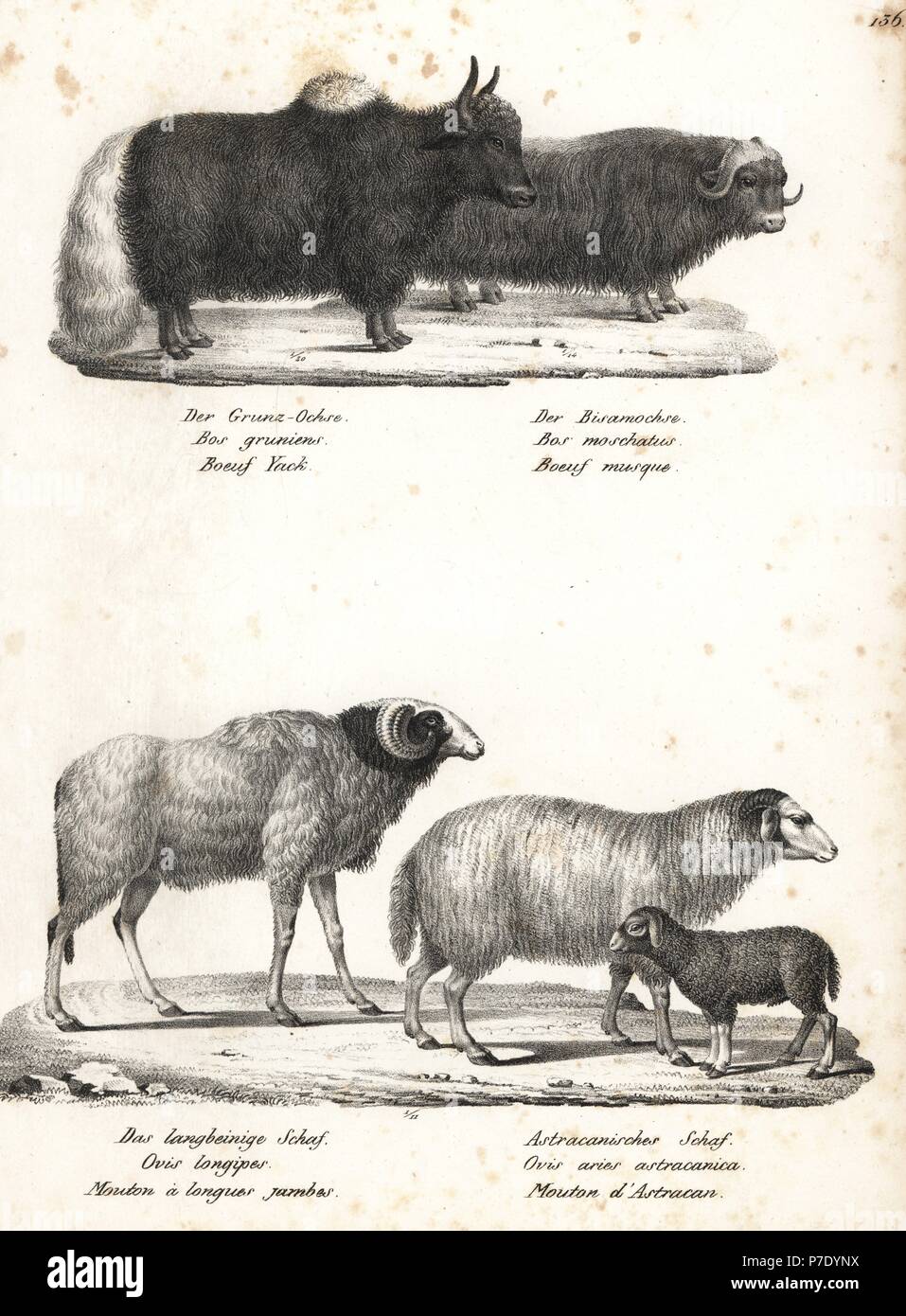 Ovis longipes palaeoaegyptiacus hi-res stock photography and images - Alamy