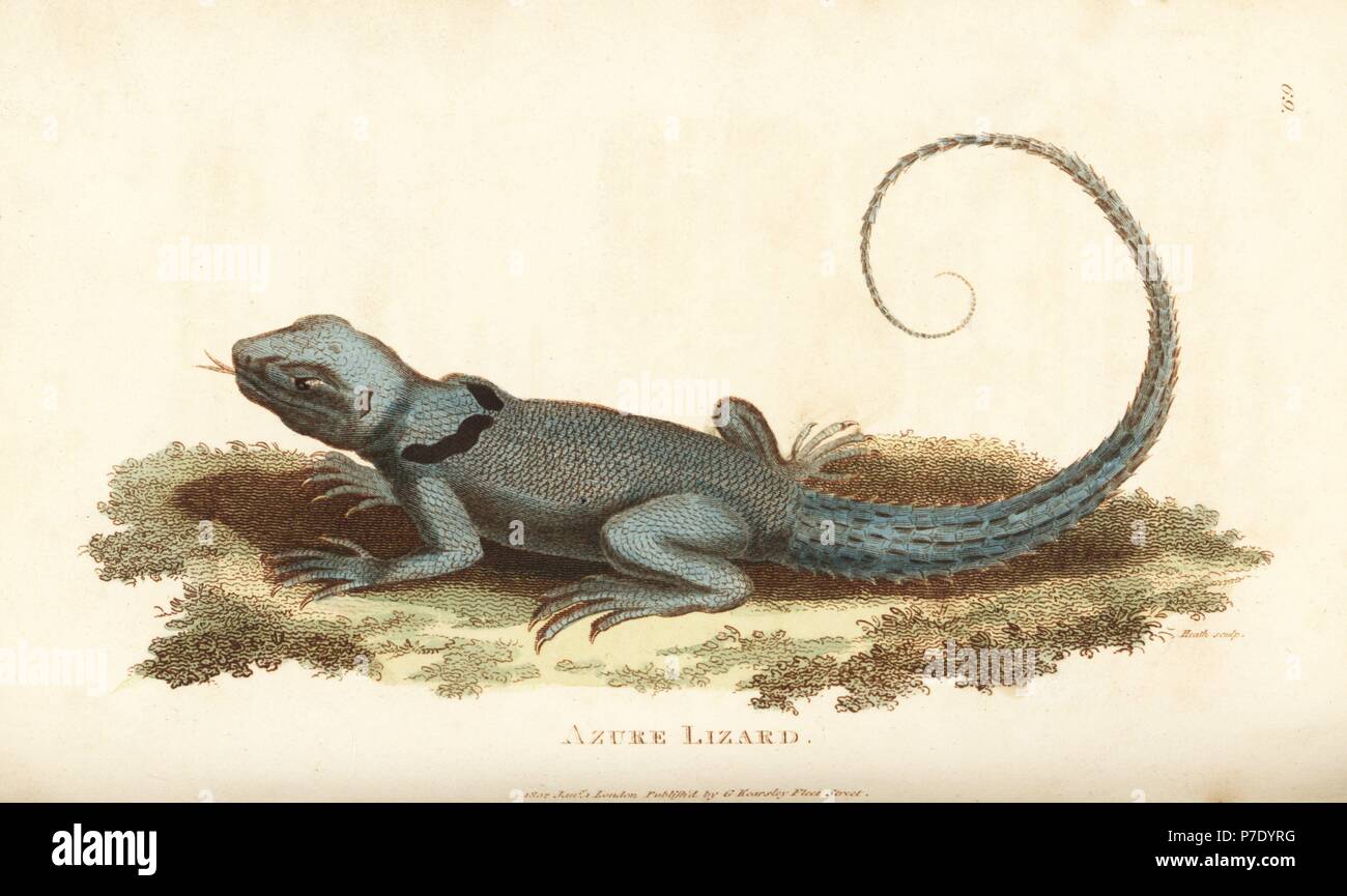 Green thornytail iguana, Uracentron azureum (azure lizard, Lacerta ...