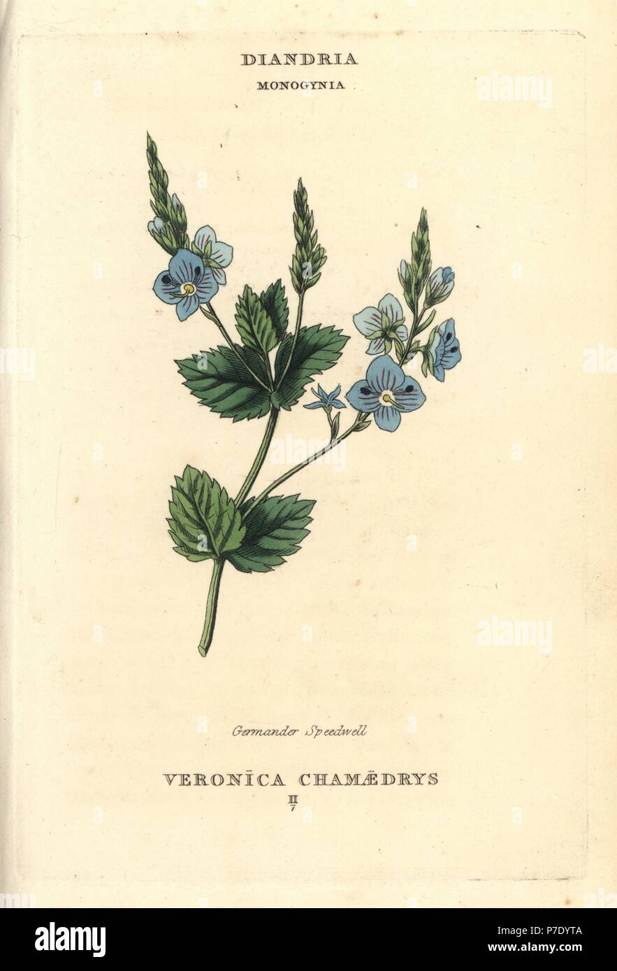 Germander Speedwell Veronica Chamaedrys