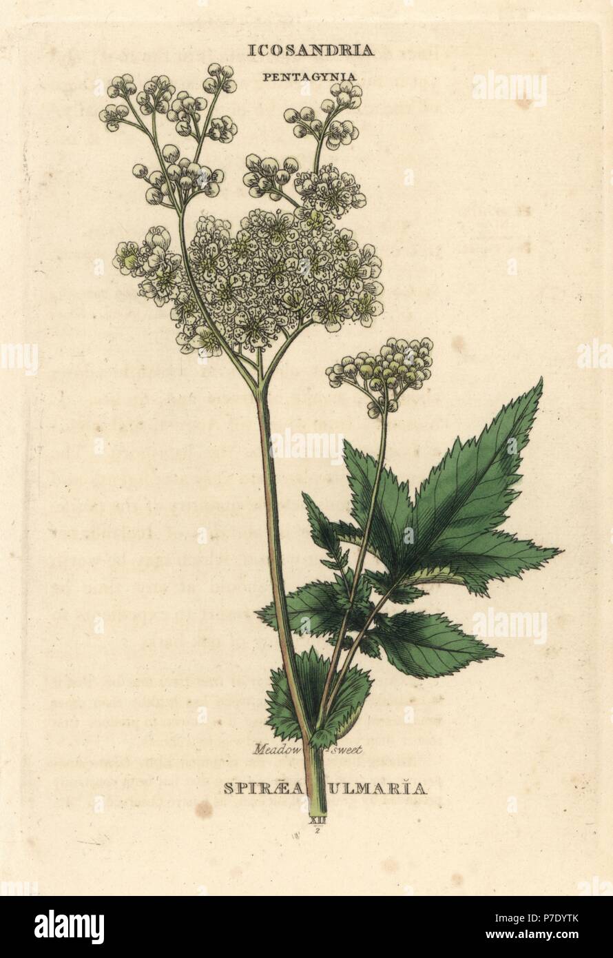 Meadowsweet, Filipendula ulmaria (Spiraea ulmaria). Handcoloured ...