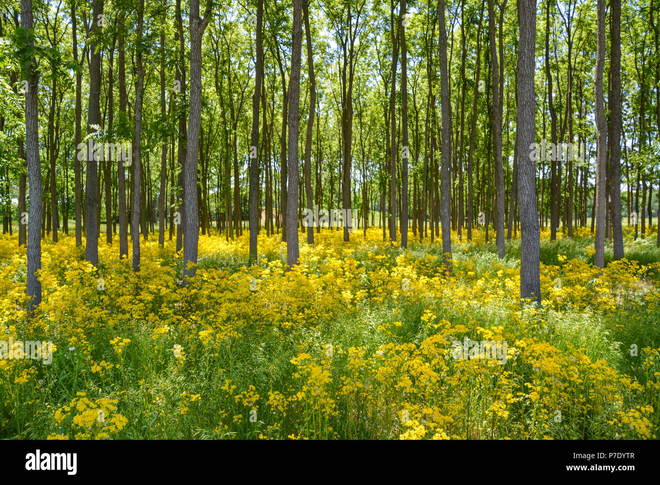 Indiana wild flowers hi-res stock photography and images - Alamy