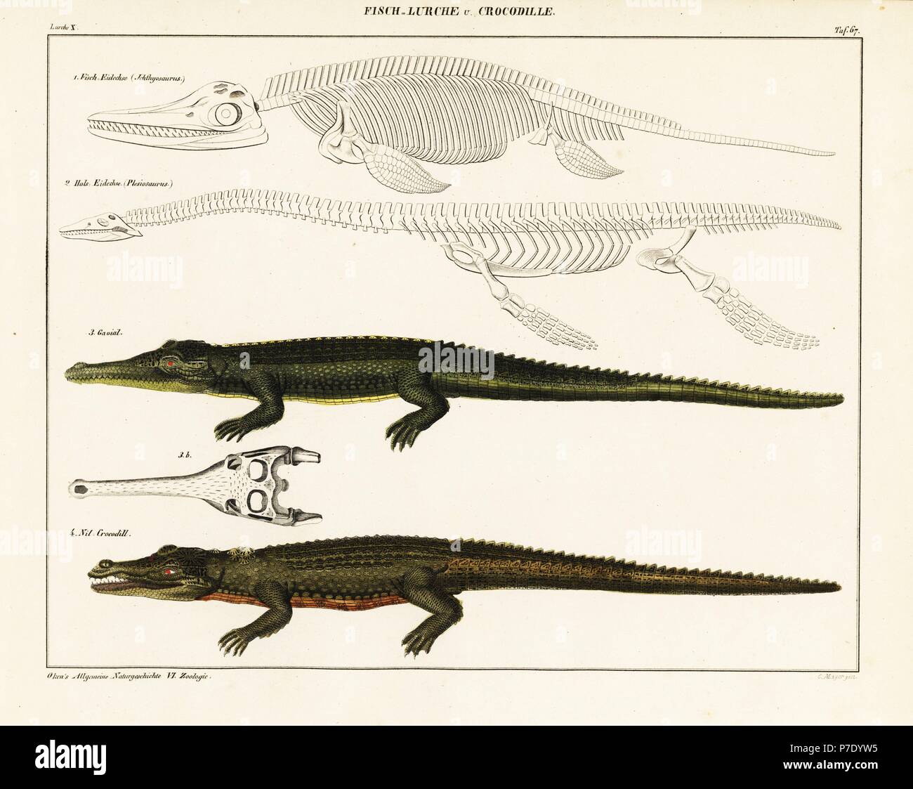 Dinosaur ichthyosaurus hi-res stock photography and images - Alamy