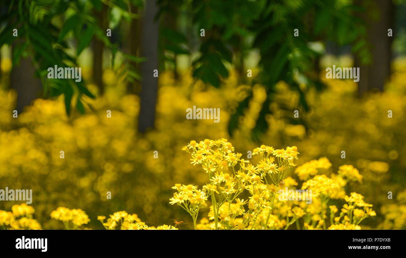 Indiana wild flowers hi-res stock photography and images - Alamy