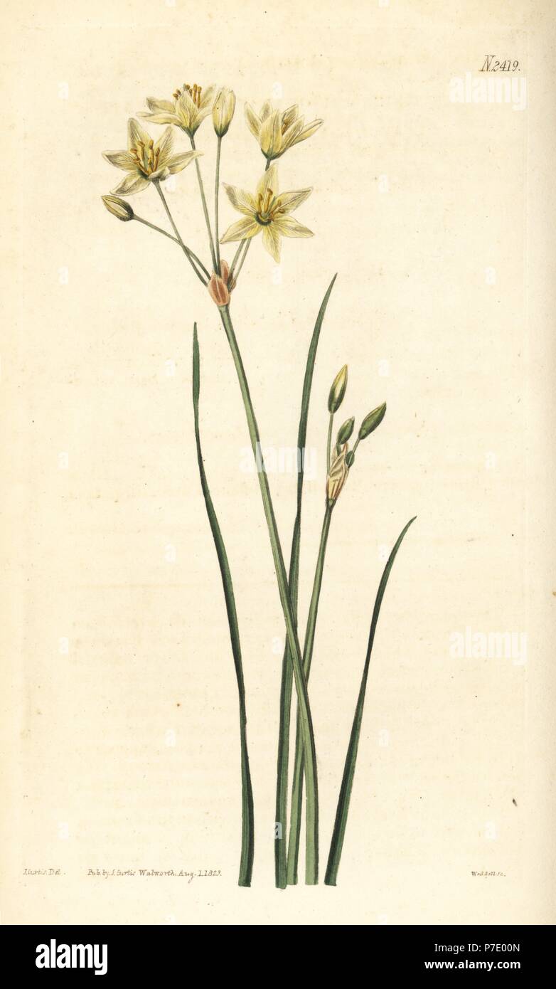 St Bernard's lily, Anthericum liliago (Grass-leaved star of Bethlehem ...