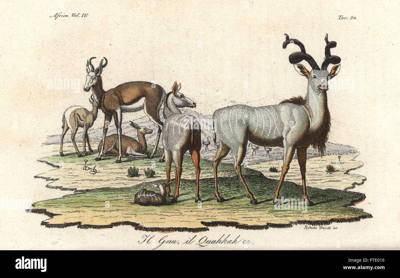 Cuvier's gazelle, Gazella cuvieri (endangered) and greater kudu ...