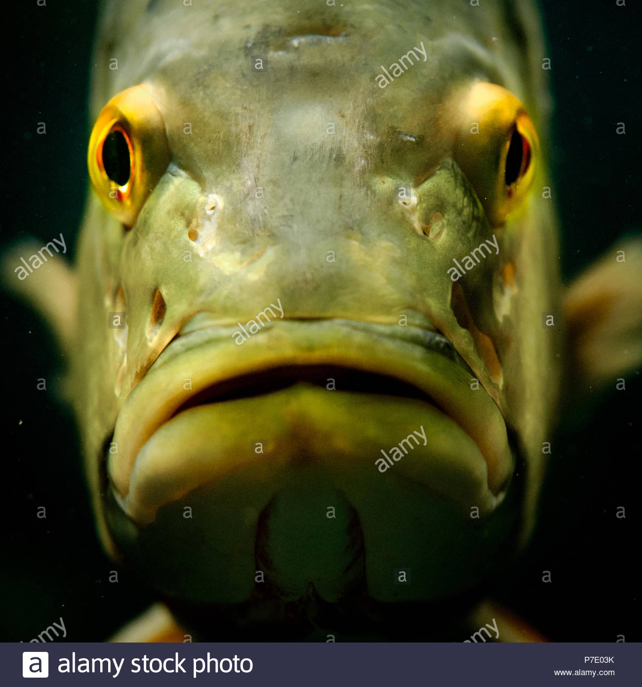 Black Bass Fish High Resolution Stock Photography and Images - Alamy