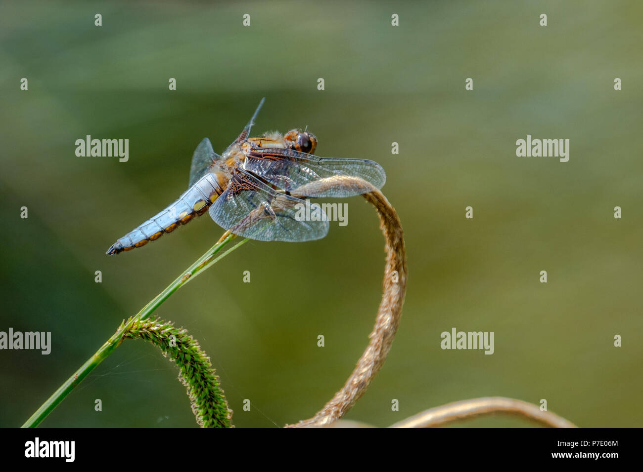 Dragonfly on a reed stem photographed in the arboretum in Aubonne ...