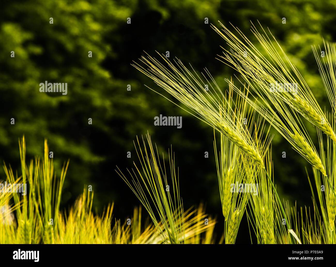 Grass culms ready for harvest Stock Photo - Alamy