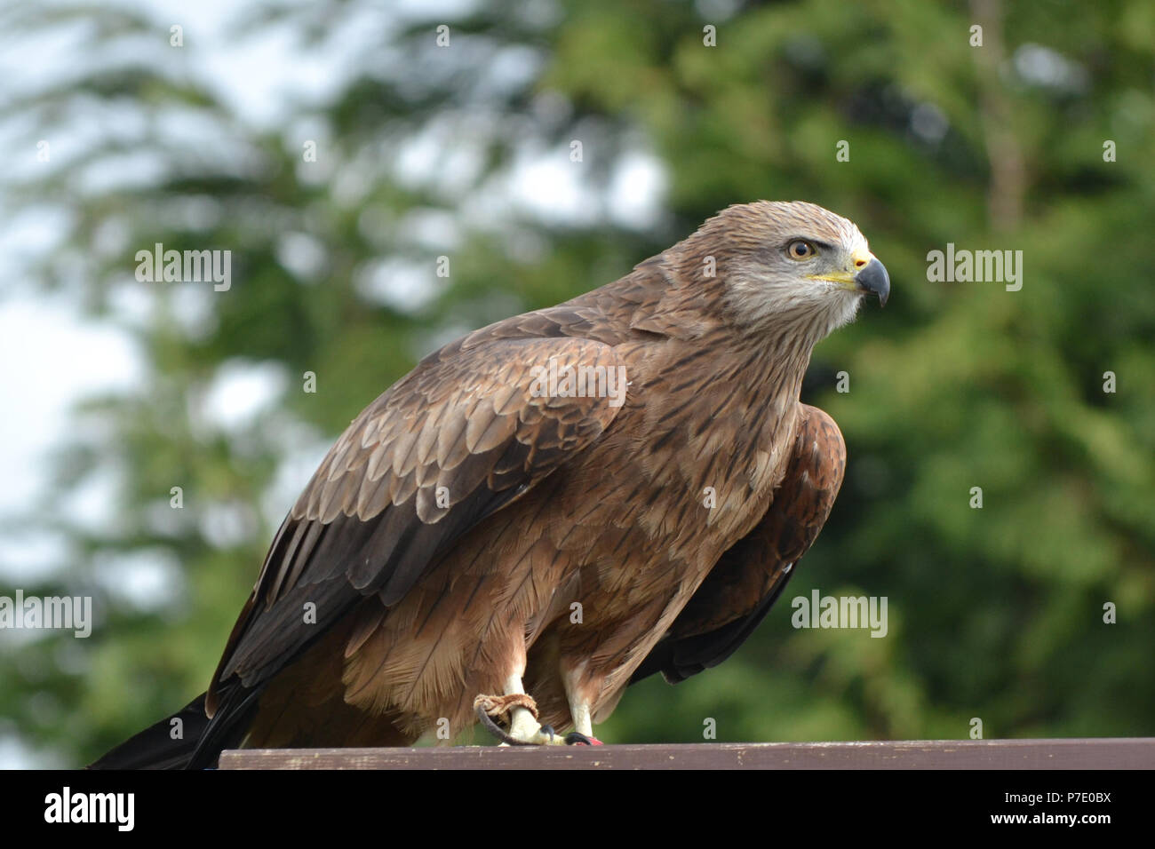 A Hawk patiently stalking its prey, ready to take flight Stock Photo ...