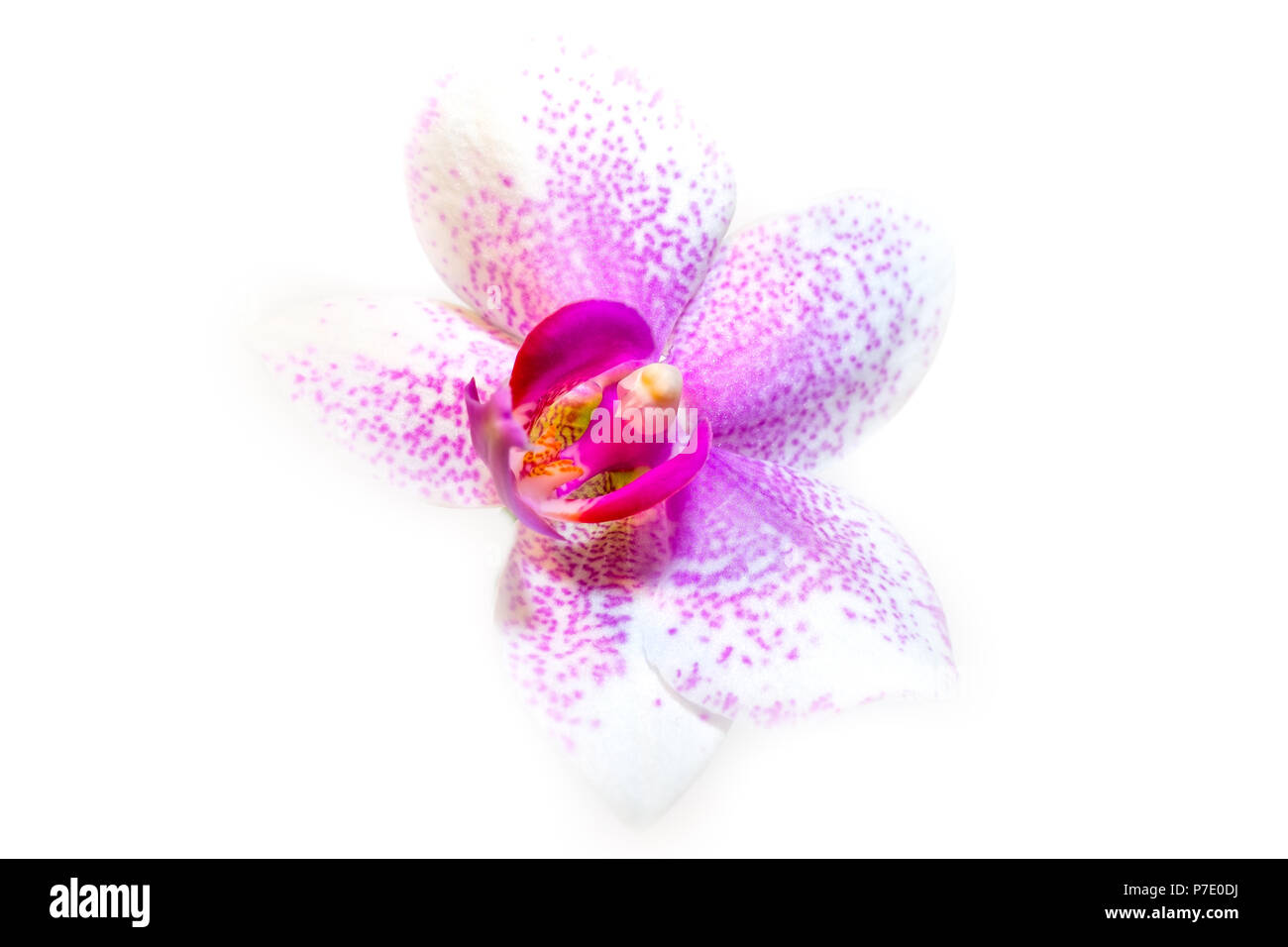 High key flower hi-res stock photography and images - Alamy