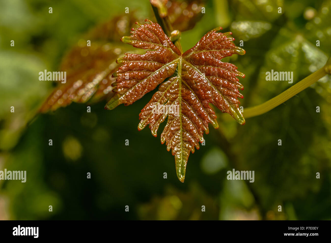 New vine leaves hi-res stock photography and images - Alamy