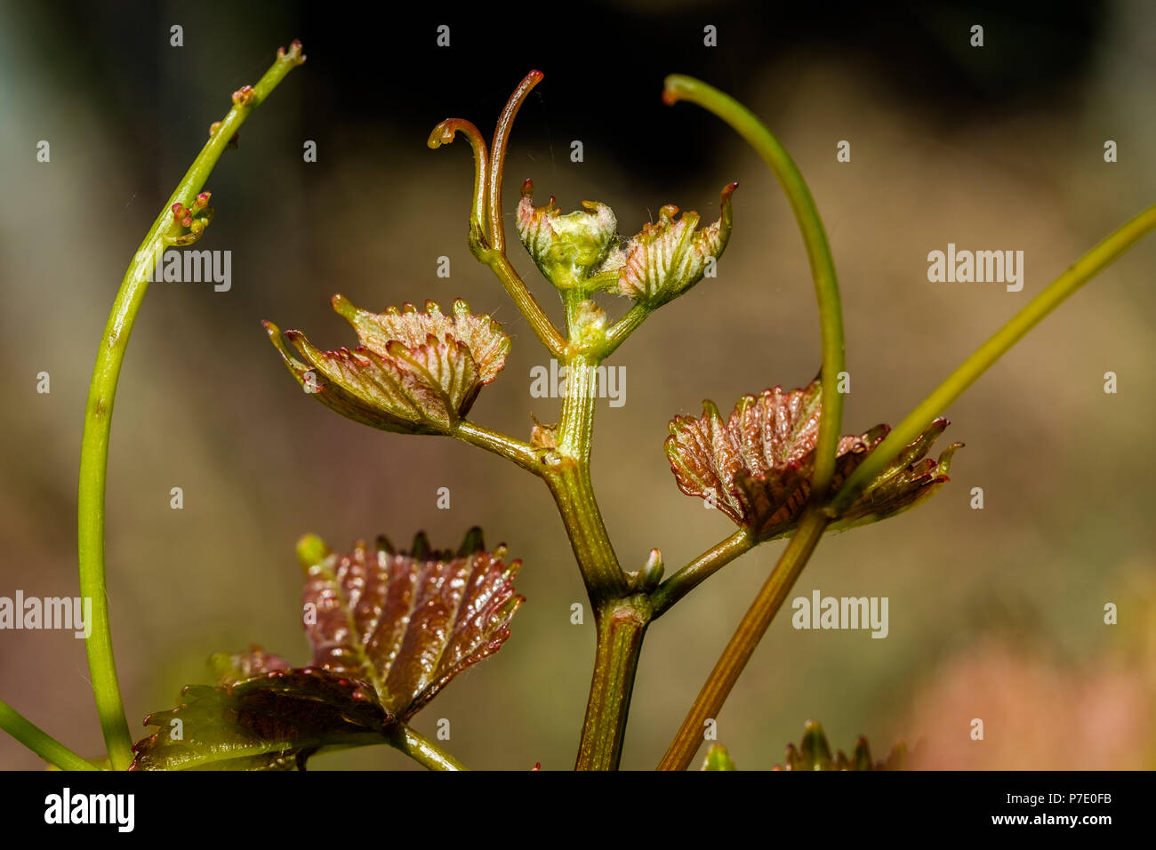 New vine leaves growing in the vineyards in Lavaux area, Switzerland ...