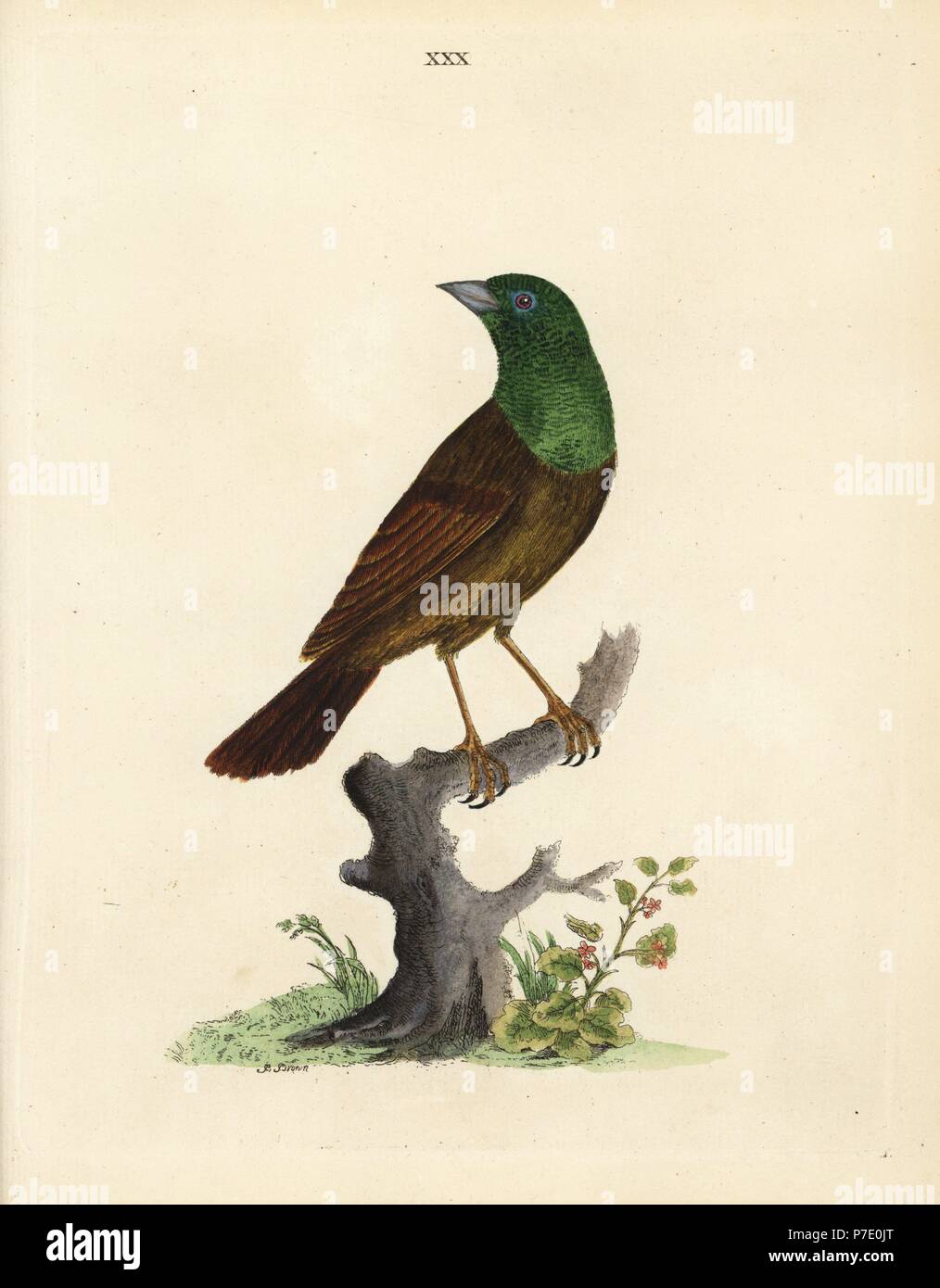 Variant of the ortolan bunting, Emberiza hortulana, or yellowhammer ...