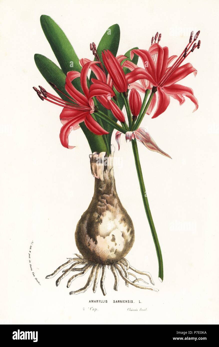 Guernsey lily nerine sarniensis hi-res stock photography and images - Alamy