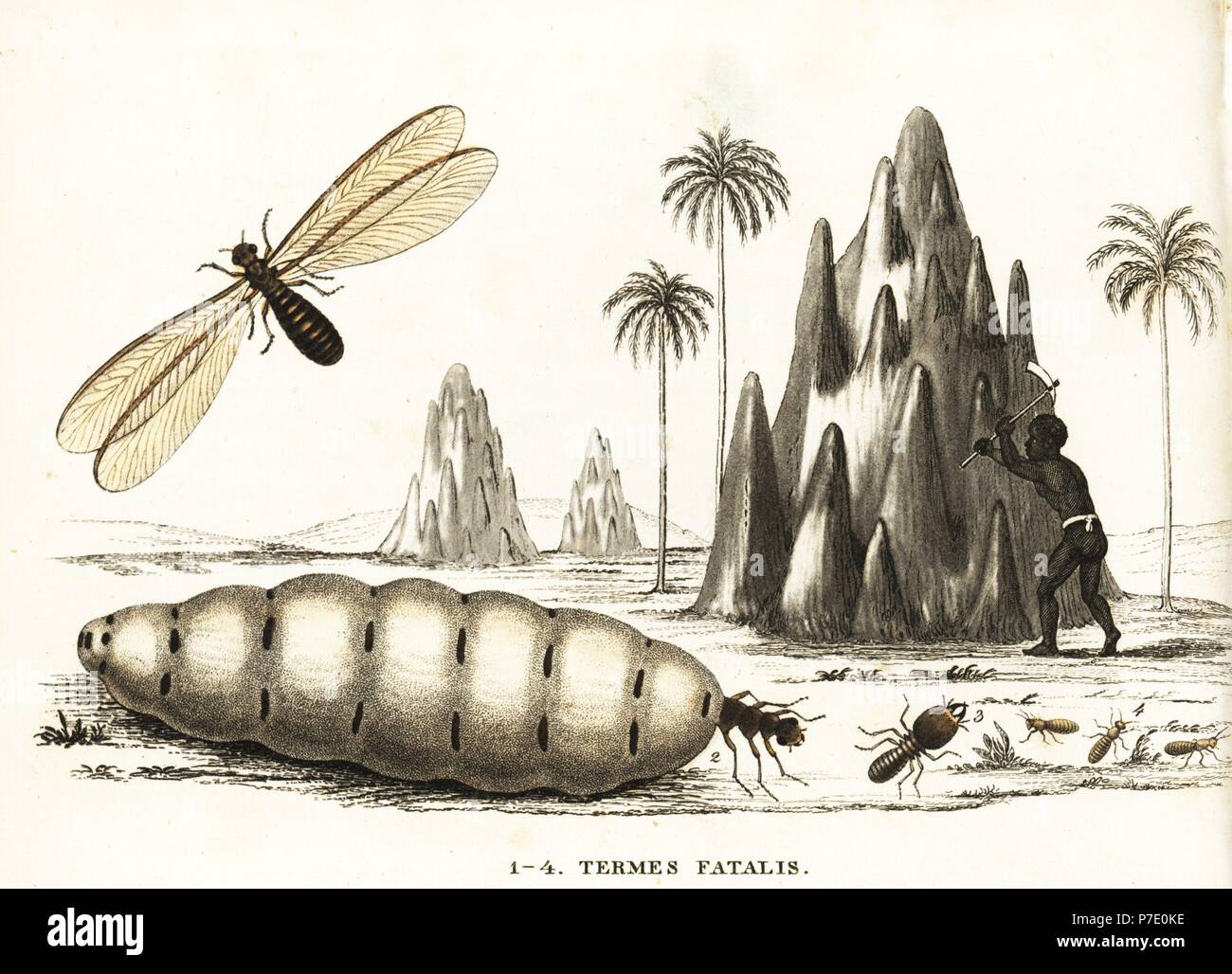 Snapping termite, Termes fatalis, termite queen, soldiers and workers ...