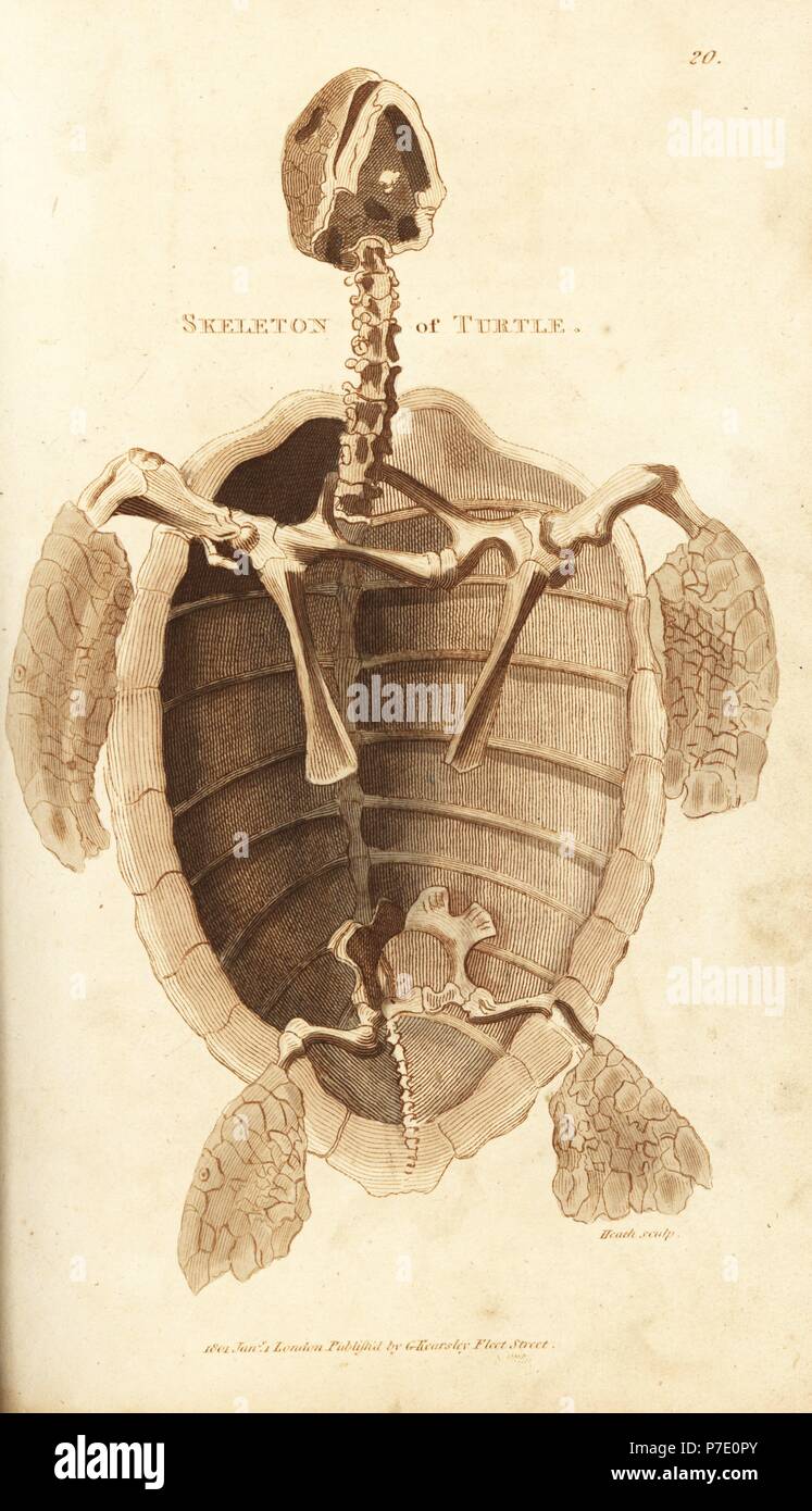 Sea Turtle Internal Anatomy