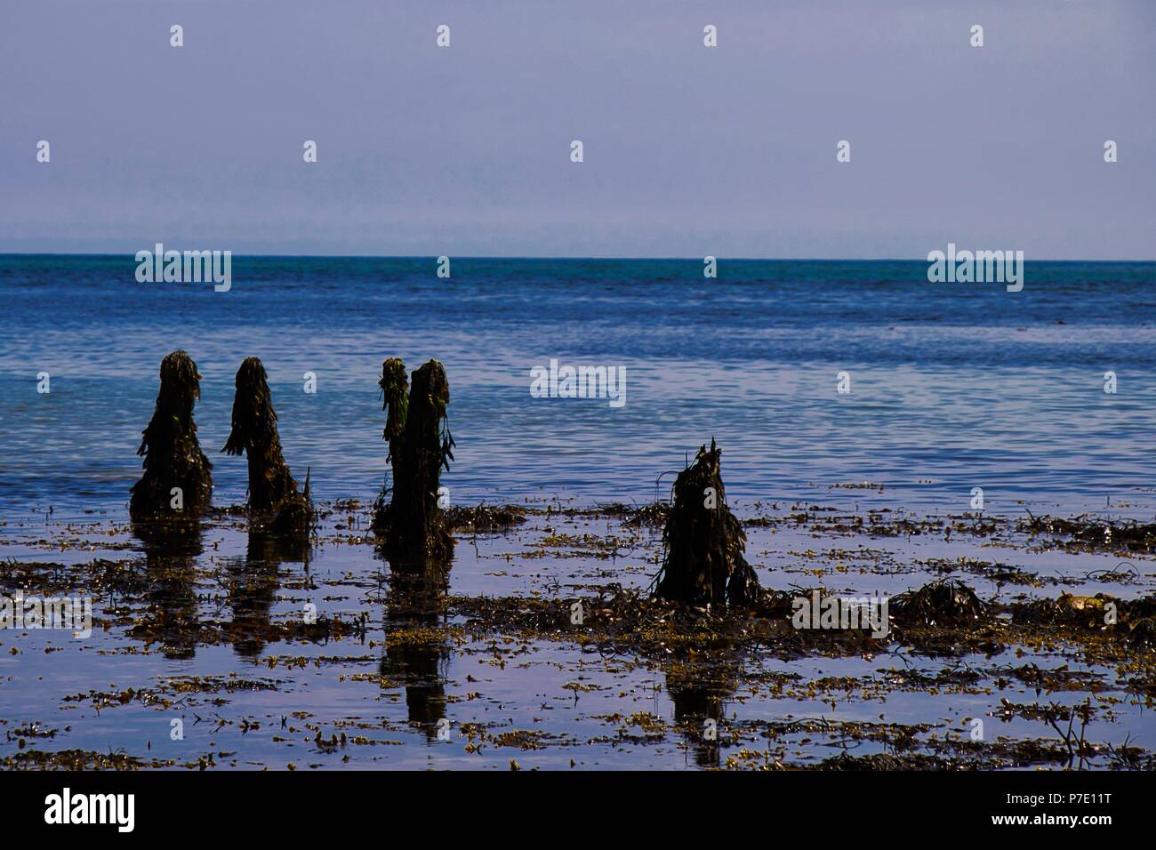 Seaweed covered rotting breakwaters Stock Photo - Alamy
