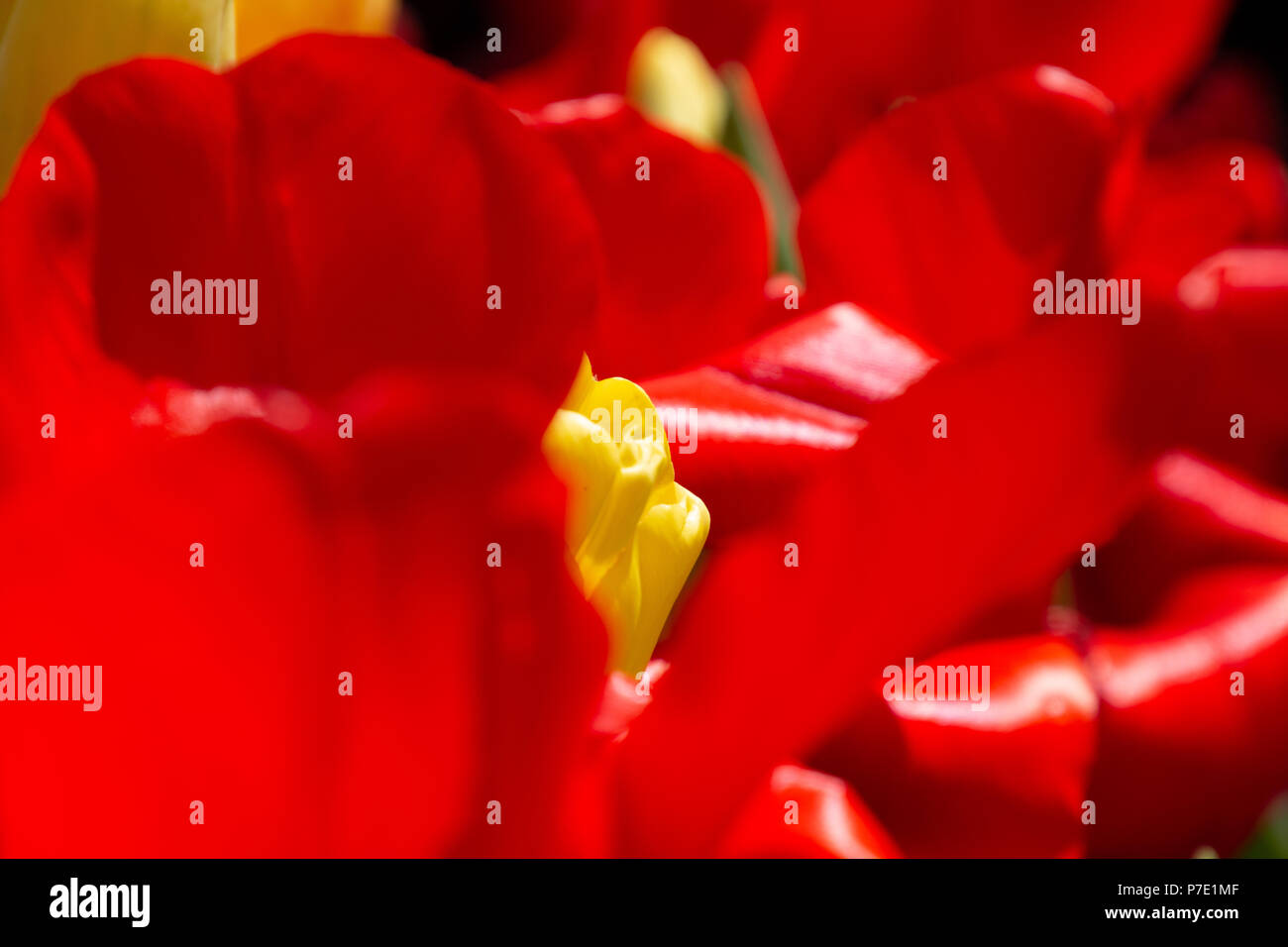 Ultra zoom close up hi-res stock photography and images - Alamy