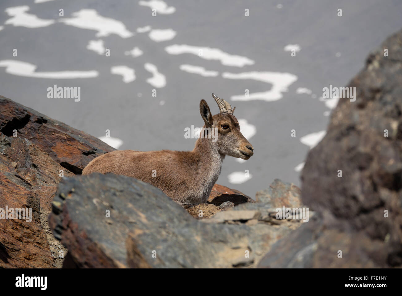 Mountain goat behind the rocks over mountain peak with snowfields in ...