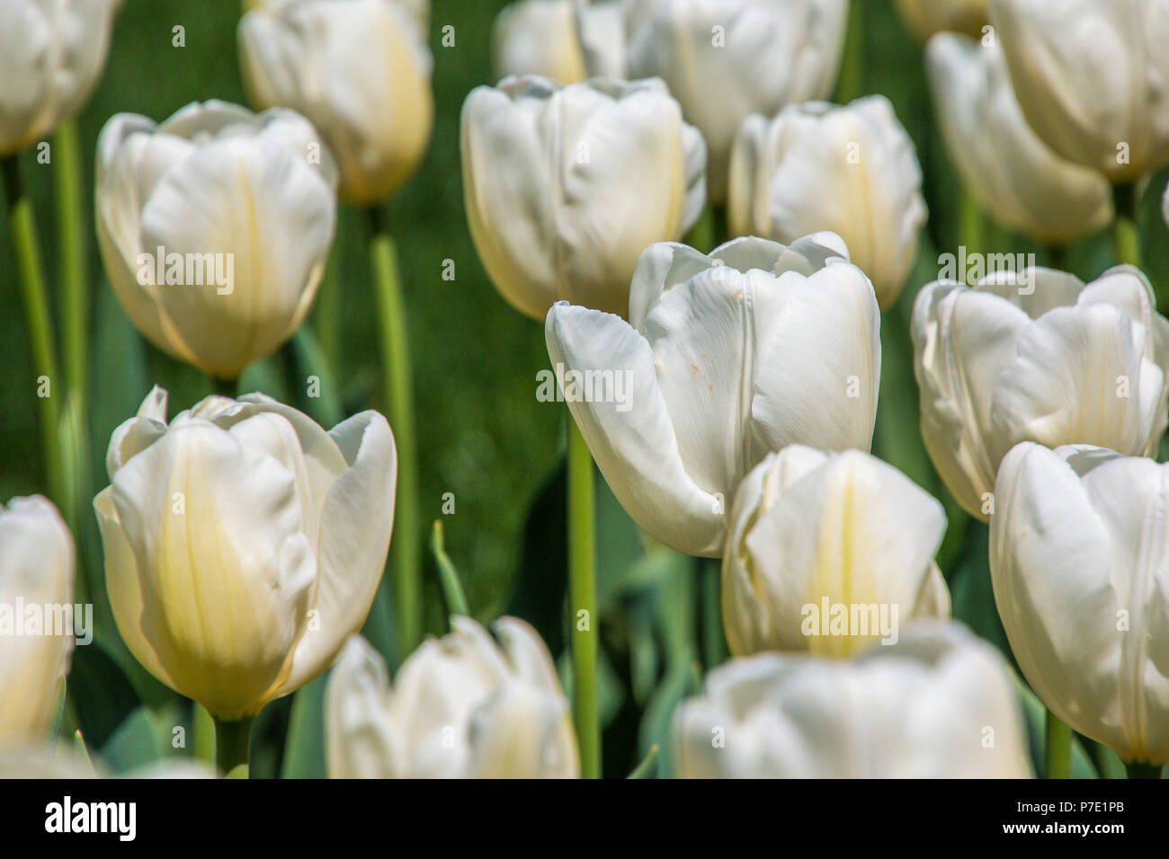 Ultra zoom close up hi-res stock photography and images - Alamy