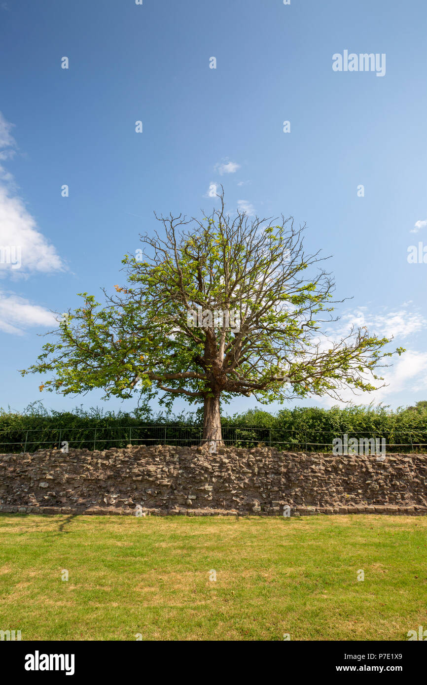 The fortified Roman Garrison Wall at Caerleon, Wales Stock Photo - Alamy