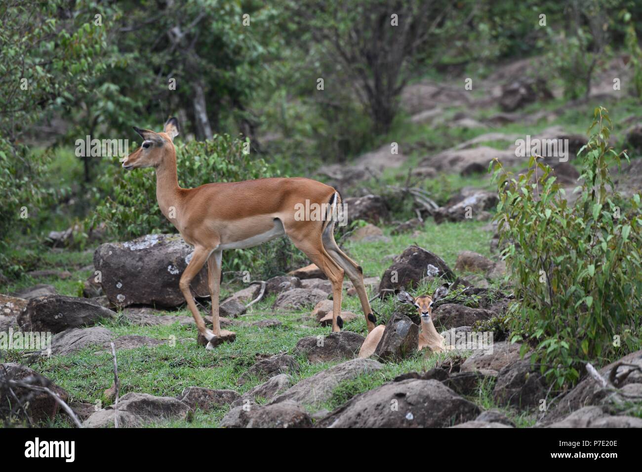 Impala ewe with calf (Aepyceros melempus). Picture taken in the valley ...
