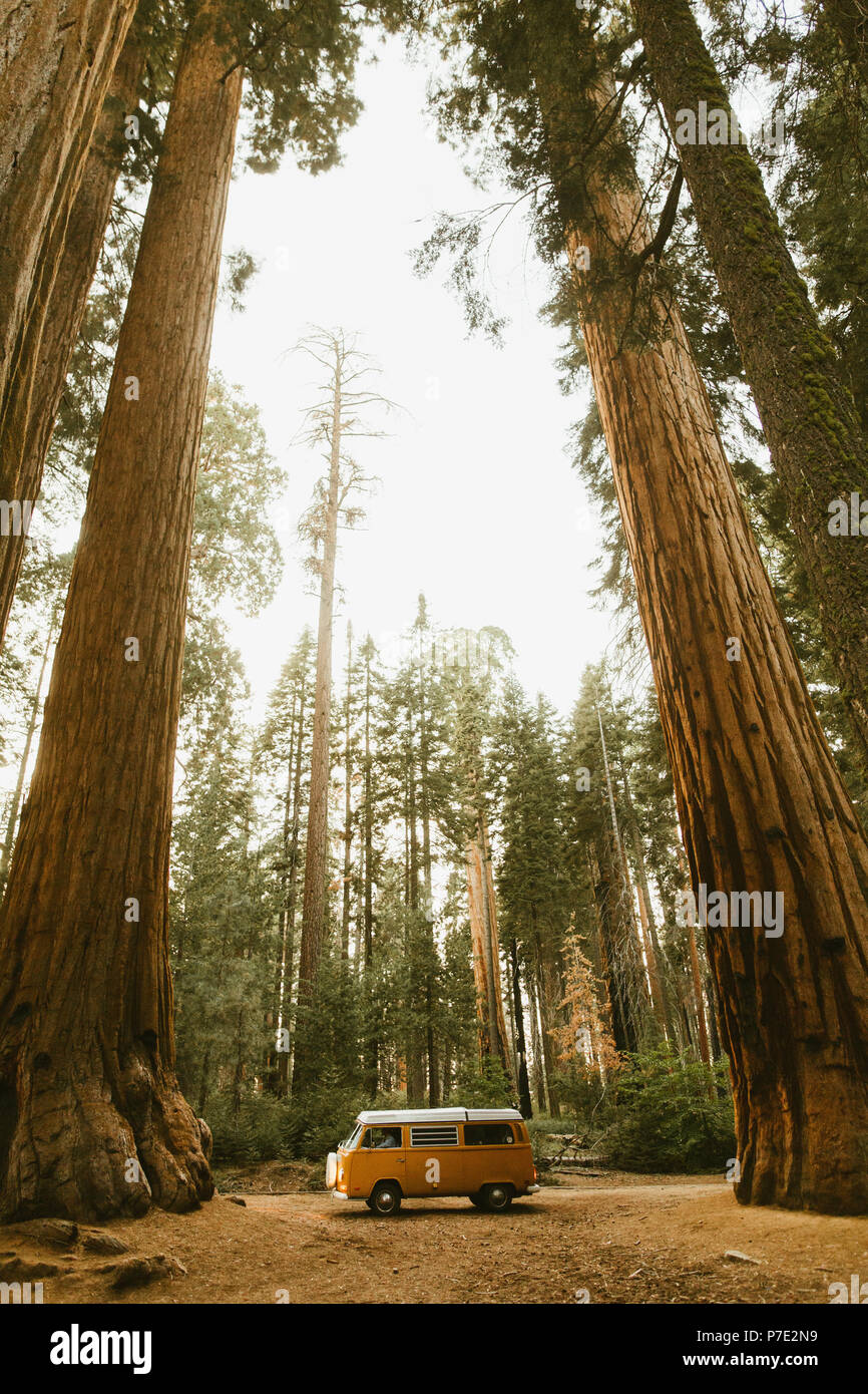 Camper van under sequoia tree, Sequoia National Park, California, USA ...