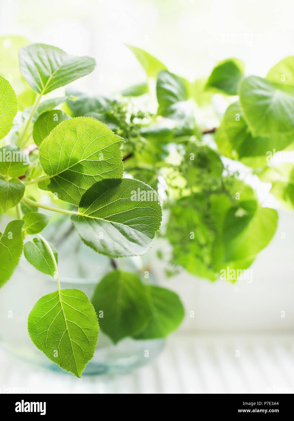 Leaves close ups hi-res stock photography and images - Alamy