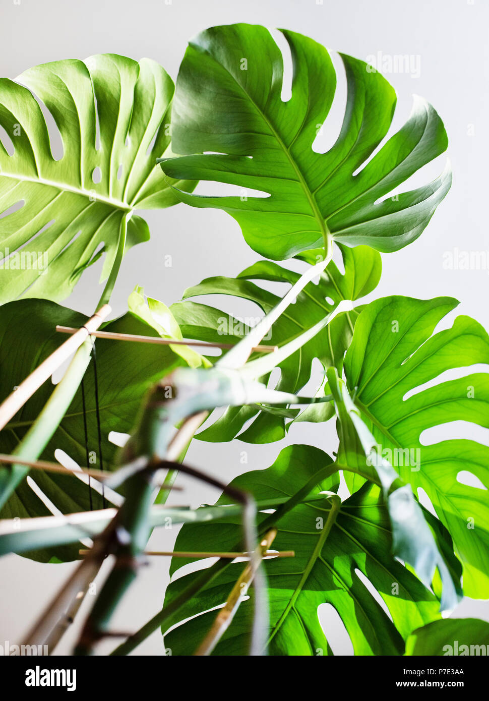 Monstera plant hi-res stock photography and images - Alamy
