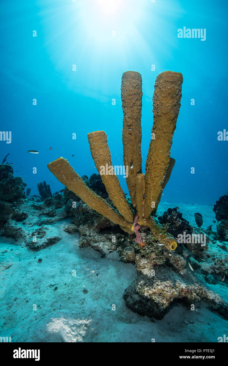 Reef landscape, Chinchorro Banks, Xcalak, Quintana Roo, Mexico Stock ...