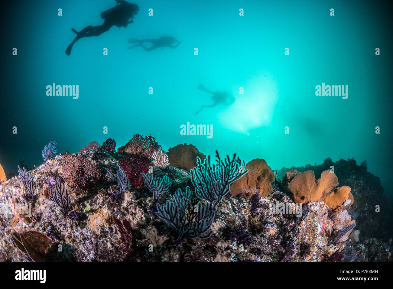 Divers swimming above coral reef, Puerto Vallarta, Jalisco, Mexico ...