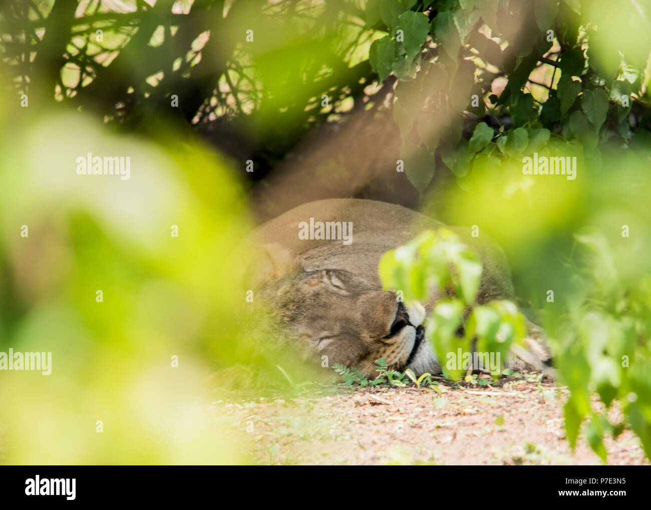 Lion sleeping tree hi-res stock photography and images - Alamy