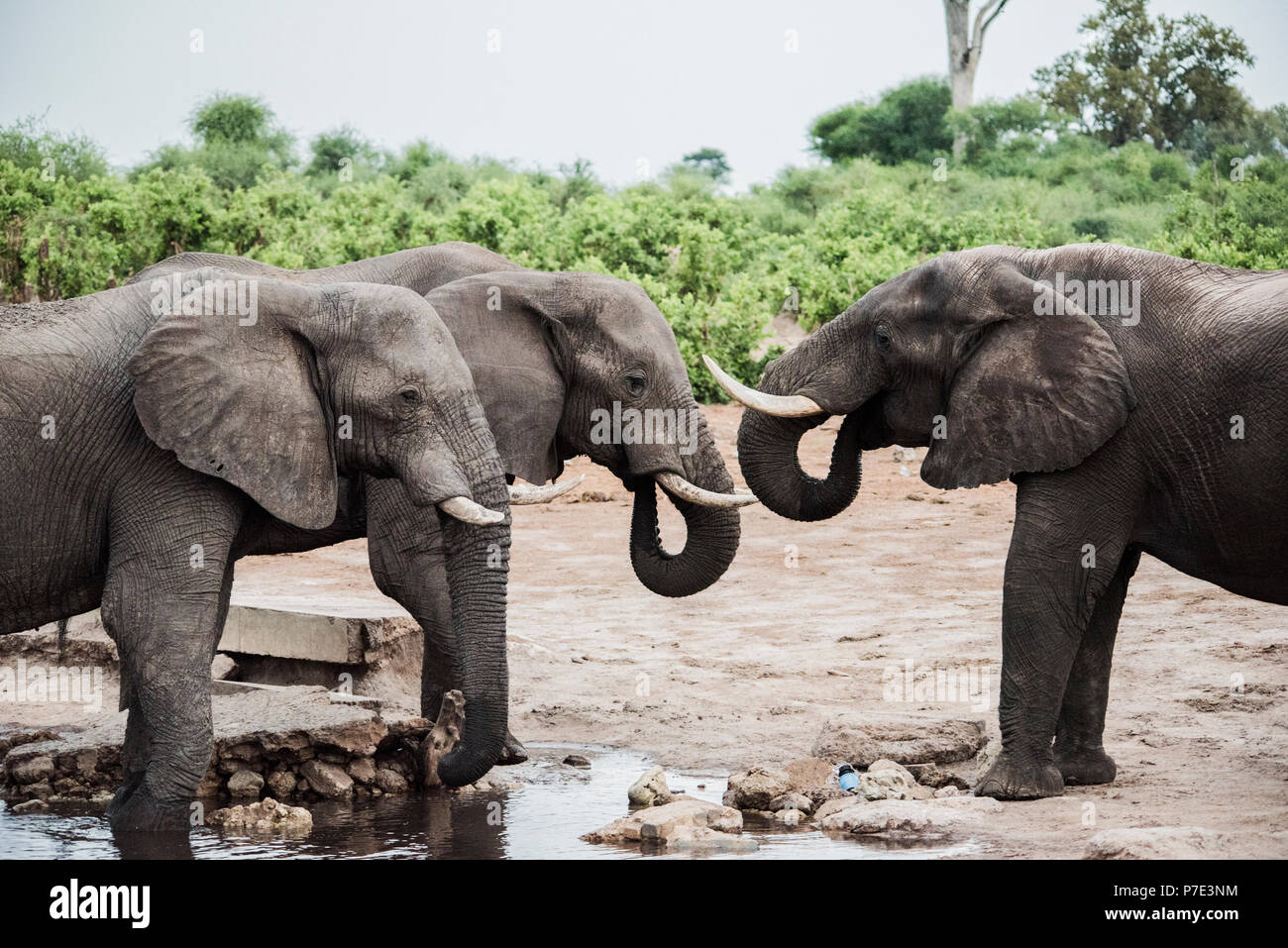 Small Elephants High Resolution Stock Photography and Images - Alamy