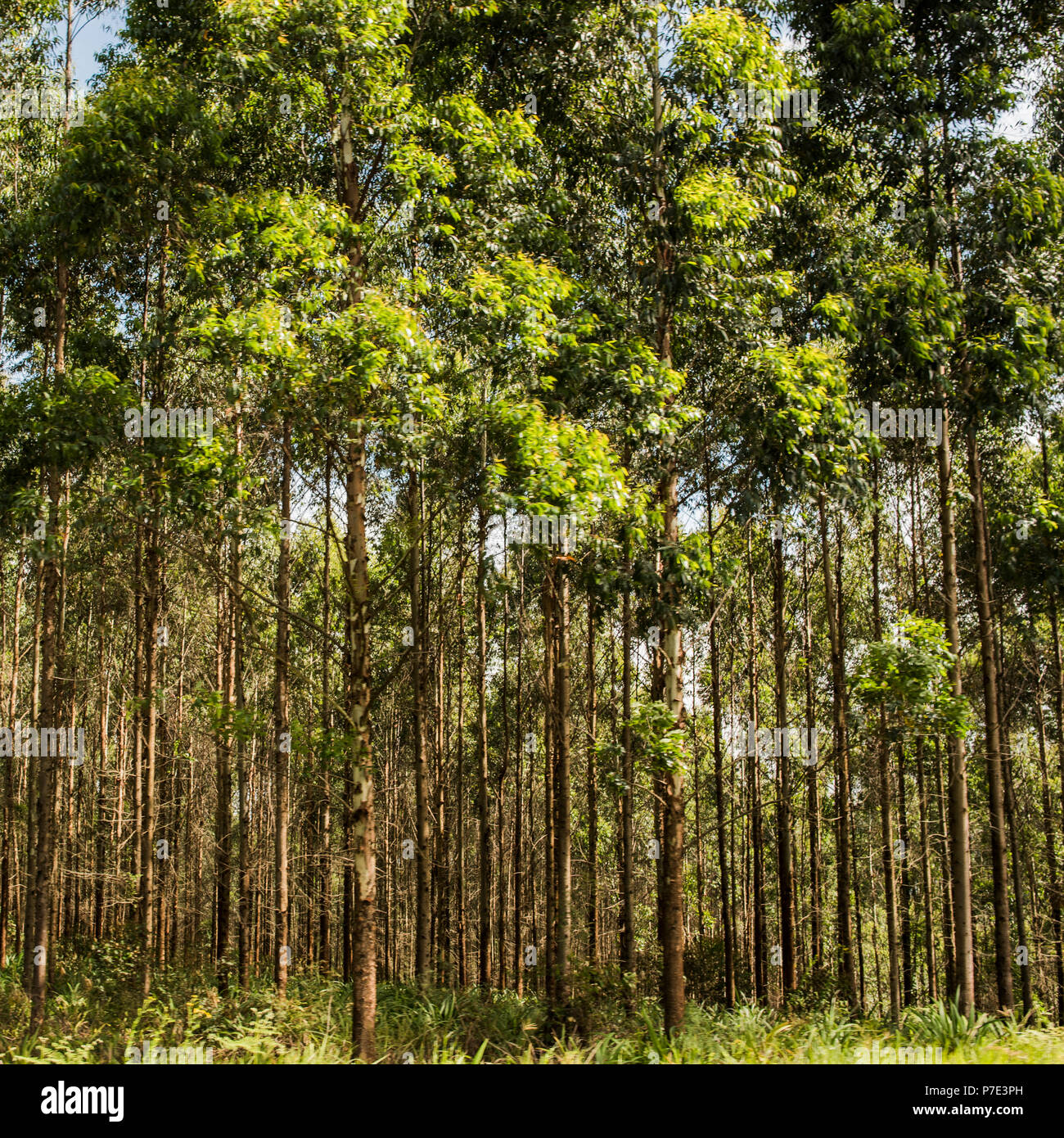 Tall trees growing in forest hi-res stock photography and images - Alamy