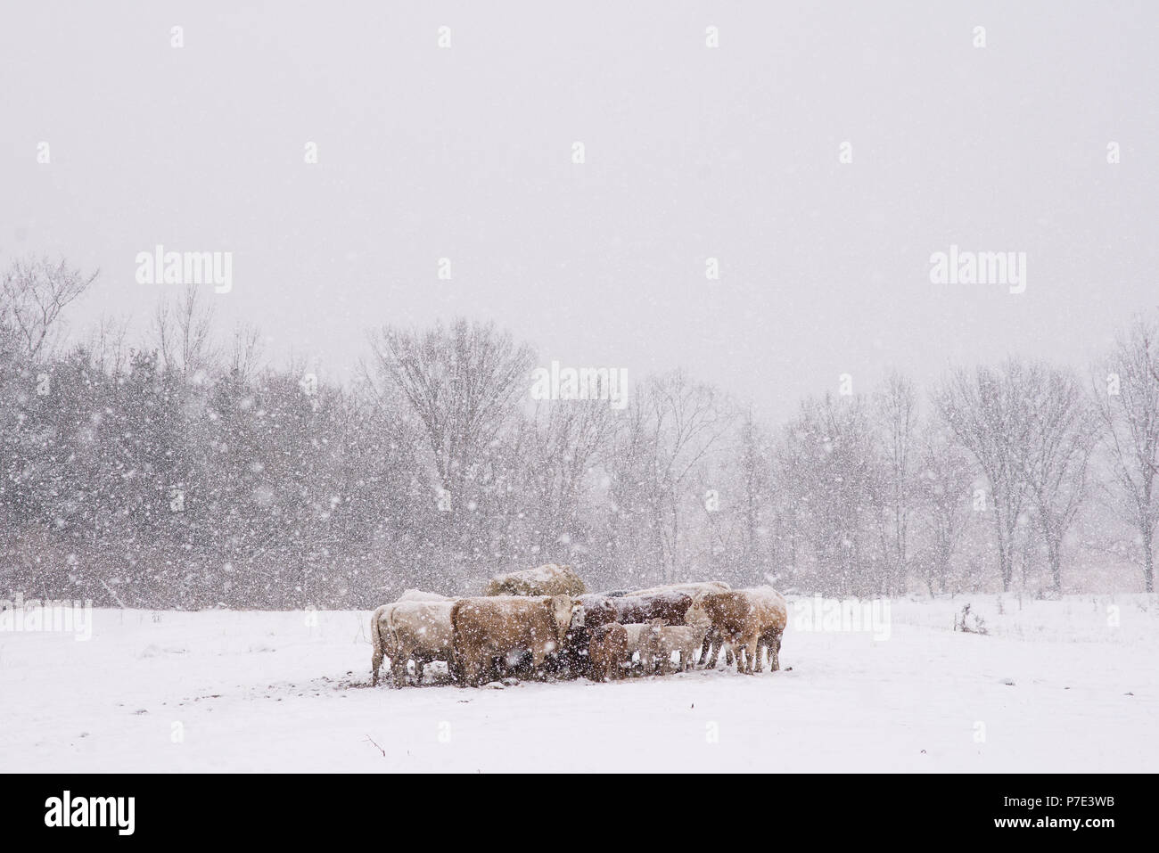Sheep huddle hi-res stock photography and images - Alamy
