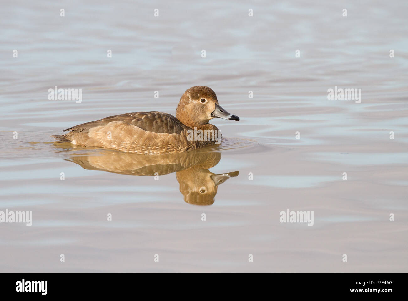 Redhead duck hi-res stock photography and images - Alamy