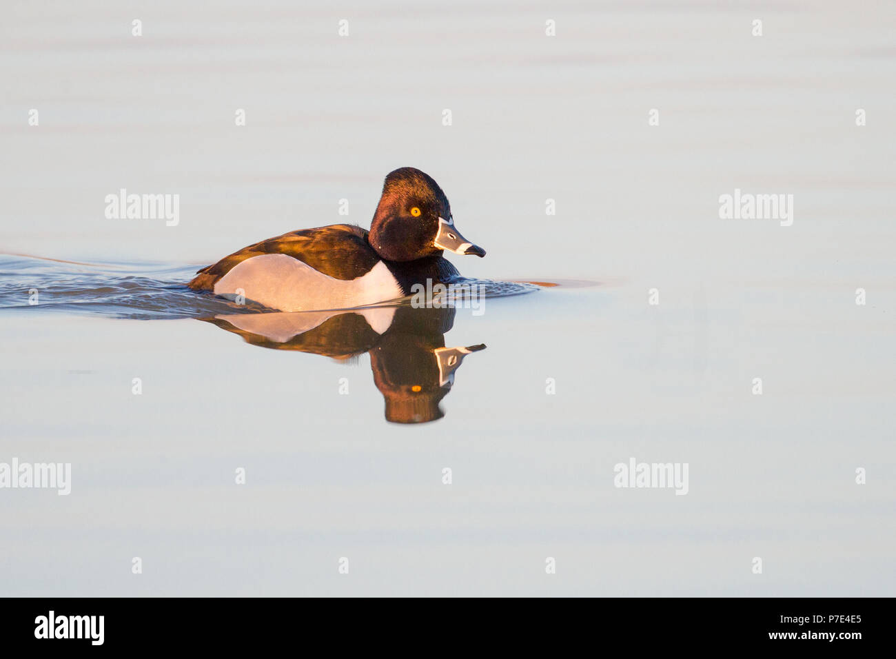 Ring neck drake hi-res stock photography and images - Alamy