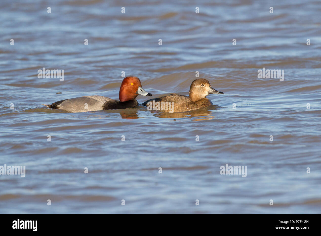 Redhead duck pair hi-res stock photography and images - Alamy