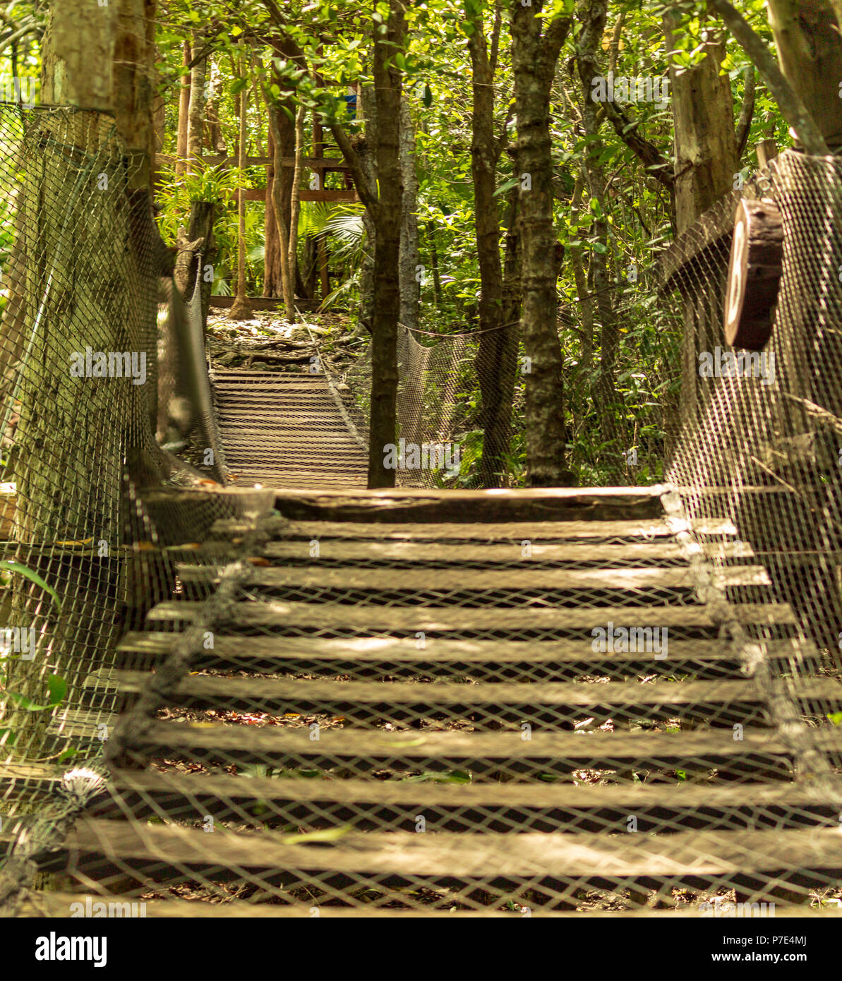 hanging wooden bridge across the rainforest canopy. adventure time can ...