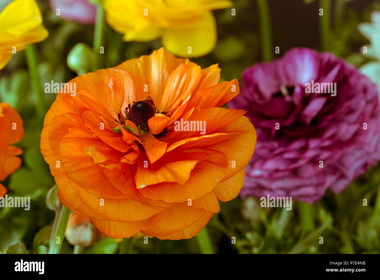 Detailed fine art still life color macro front view portrait of an ...