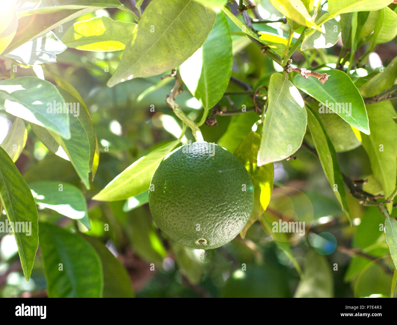Growing green unripened fruit orange on a tree Stock Photo - Alamy