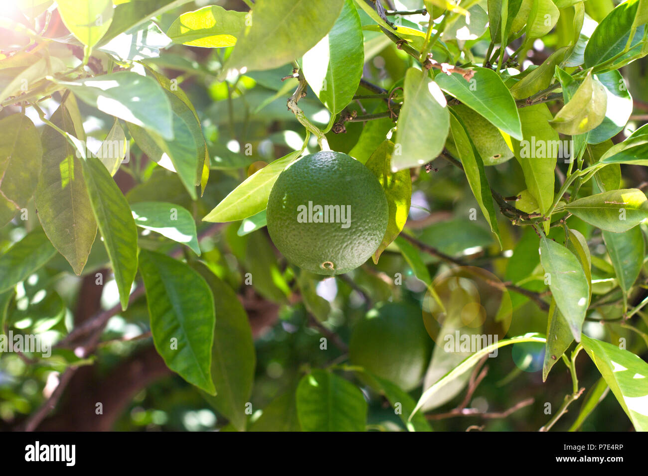 Growing green unripened fruit orange on a tree Stock Photo - Alamy