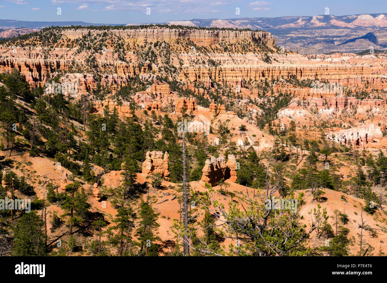 landscape on the bryce canyon in the united states of america Stock ...