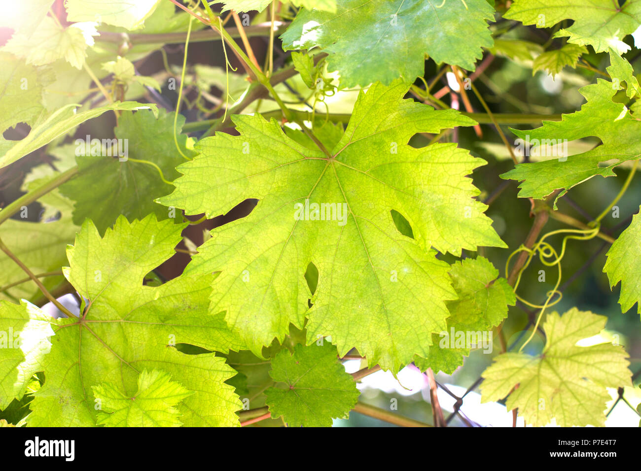 Grape leaves on the grapevine at the sunlight Stock Photo - Alamy