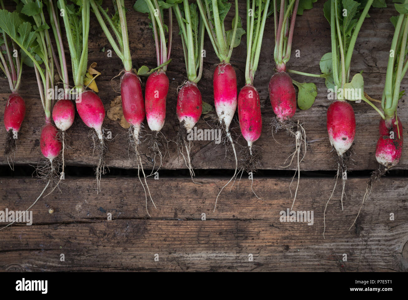 Still life fresh radish vegetables crop background on wood Stock Photo ...